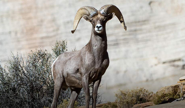 Our Mission | National Wildlife Federation Action Fund